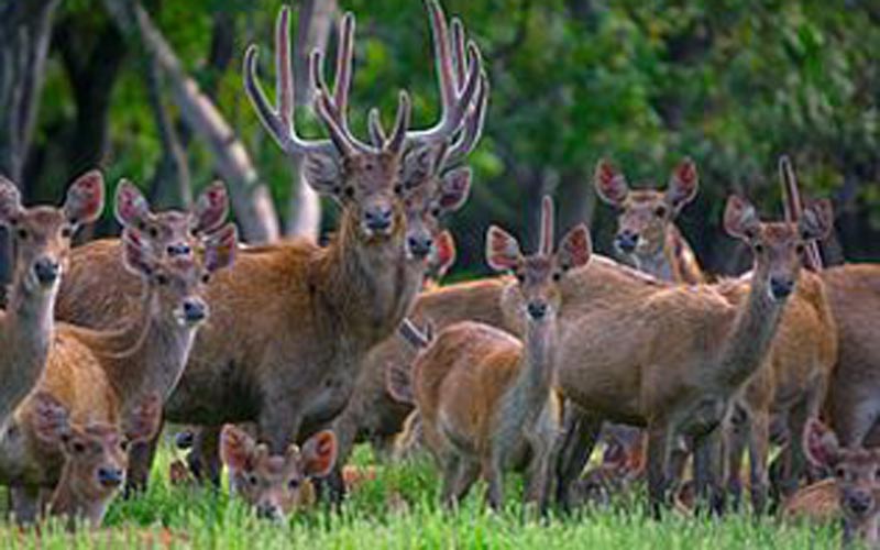 Susi Pudjiastuti Siap Tampung Rusa yang Terancam jadi Pakan Macan ...