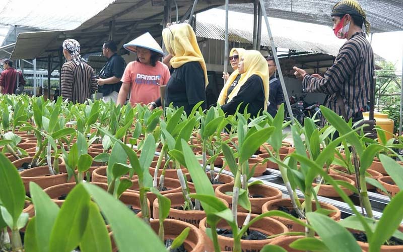 Cantiknya Anggrek dari Penggarit Pemalang - Harianjogja.com